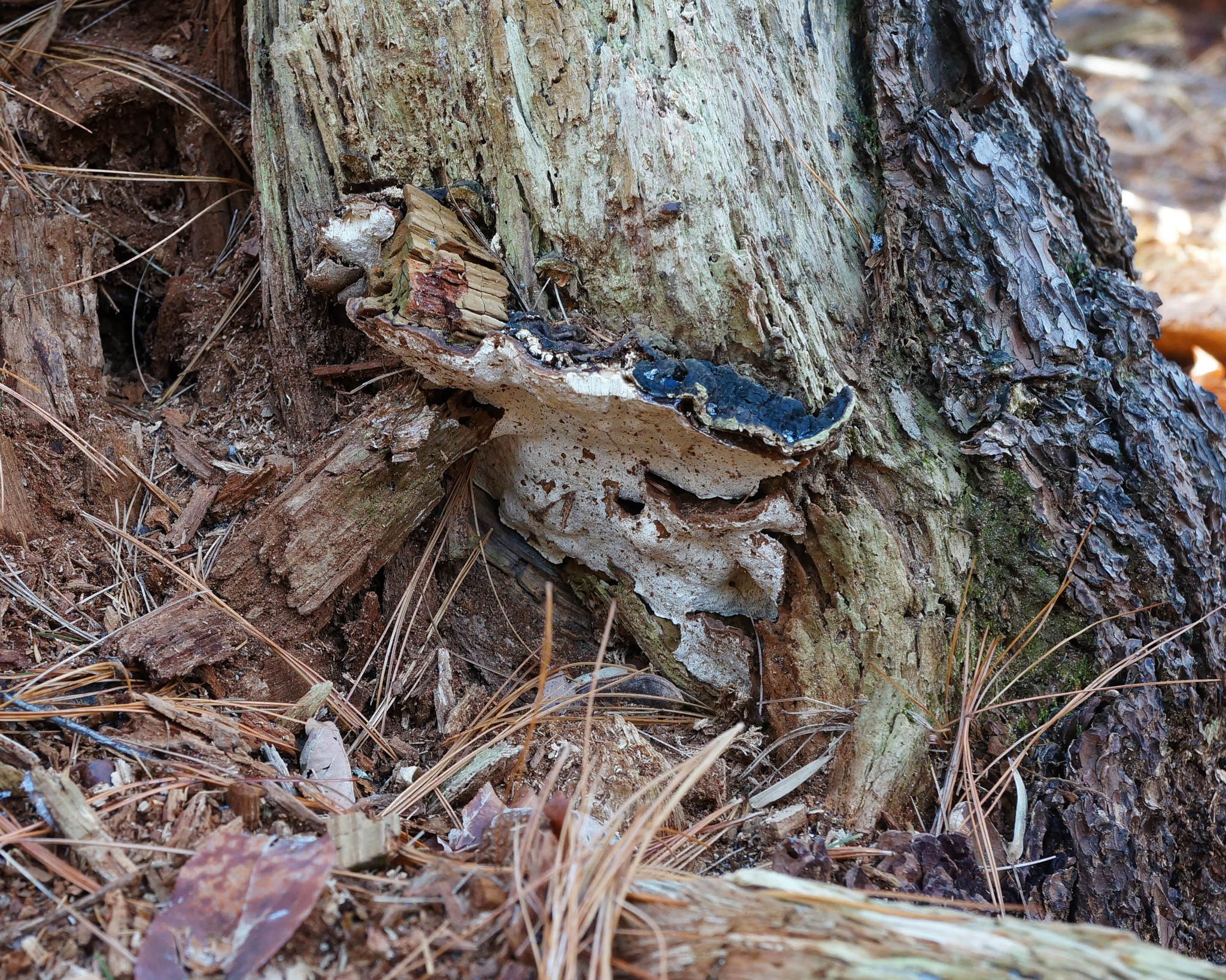 Heterobasidion irregulare Garbel. & Otrosina