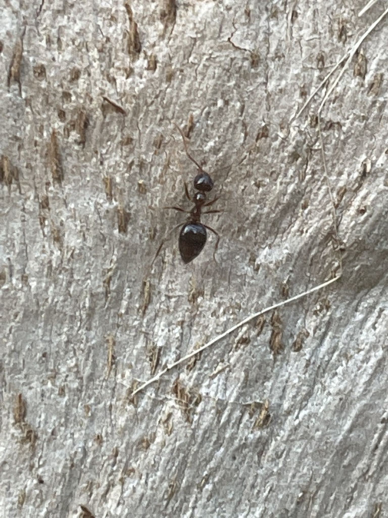 American Winter Ant from Santa Rosa, CA, USA on February 06, 2022 at 04 ...