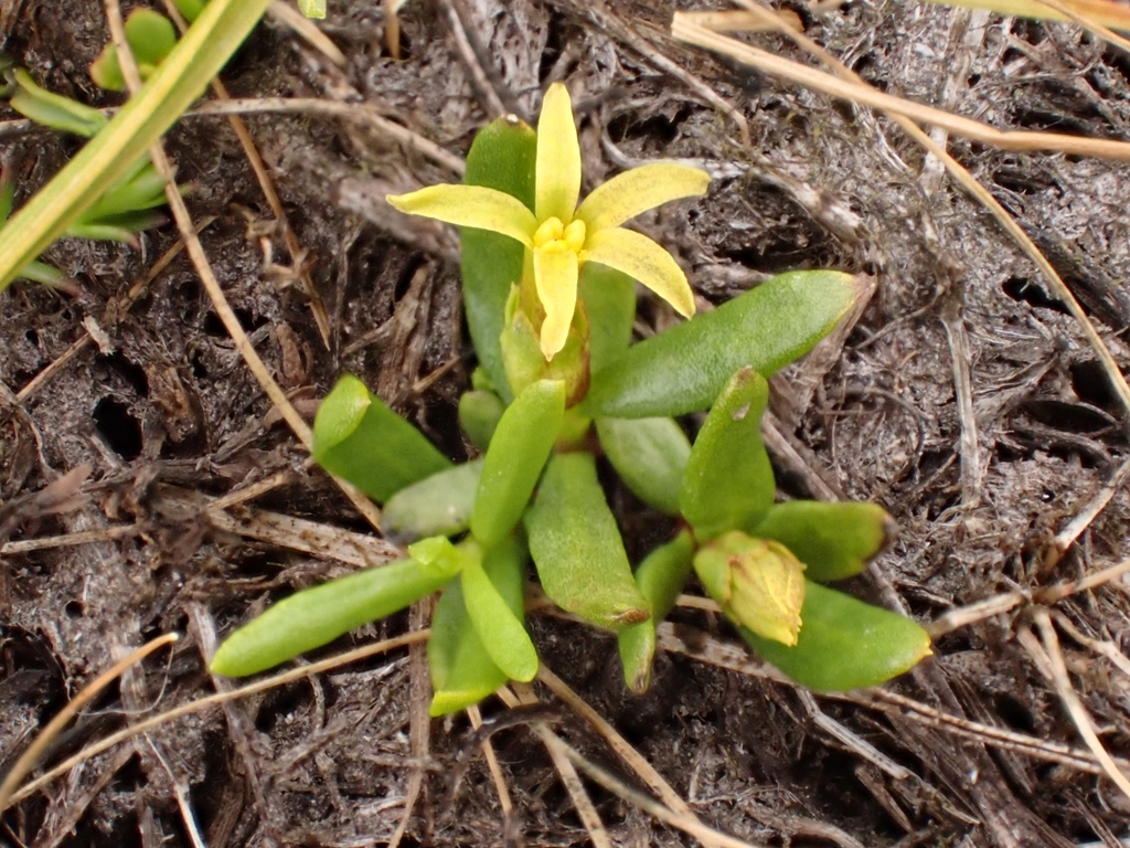 (Stackhousia) - Botanical Realm