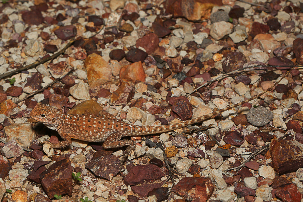 Slater's Dragon from Winton Jundah Rd, QLD on February 02, 2022 at 10: ...