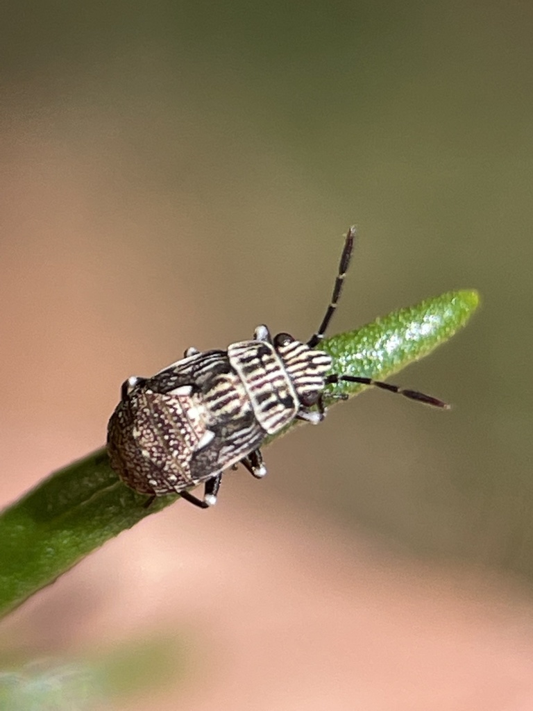 False chinch bugs from Boundary Tk E, Frankston South, VIC, AU on ...