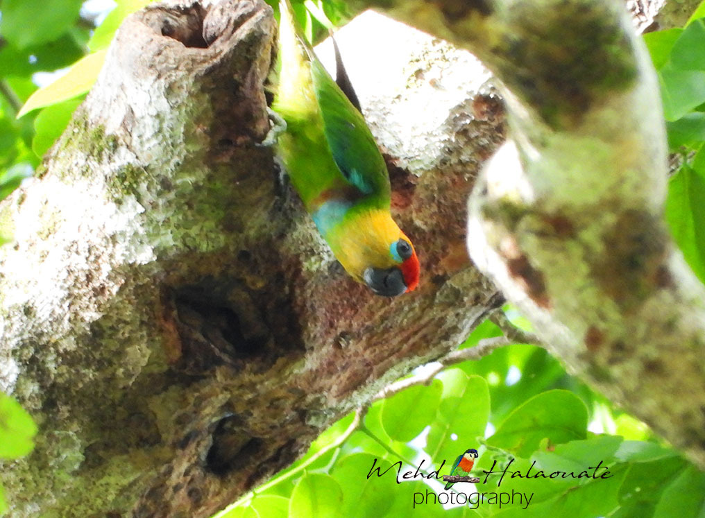 Large Fig-Parrot (Psittaculirostris desmarestii) - Avian Discovery