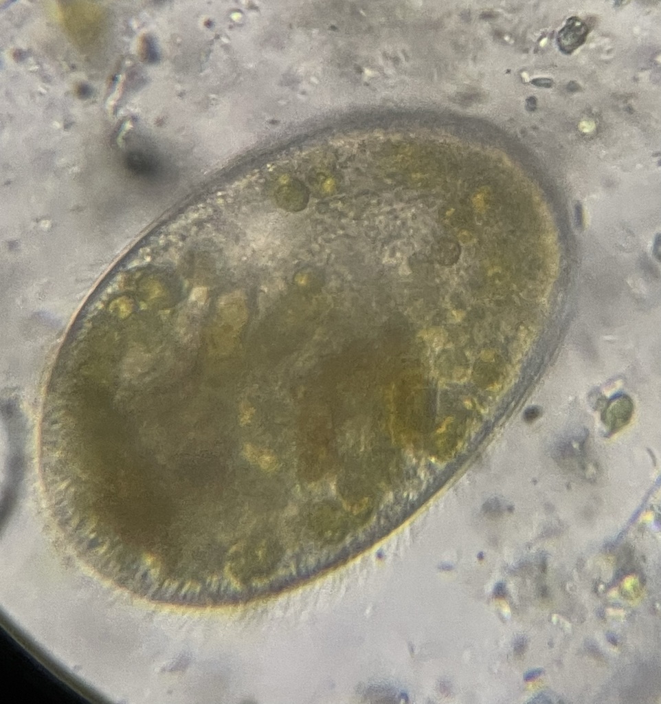Ciliates from Inyo County, CA, USA on February 06, 2022 at 12:05 PM by ...