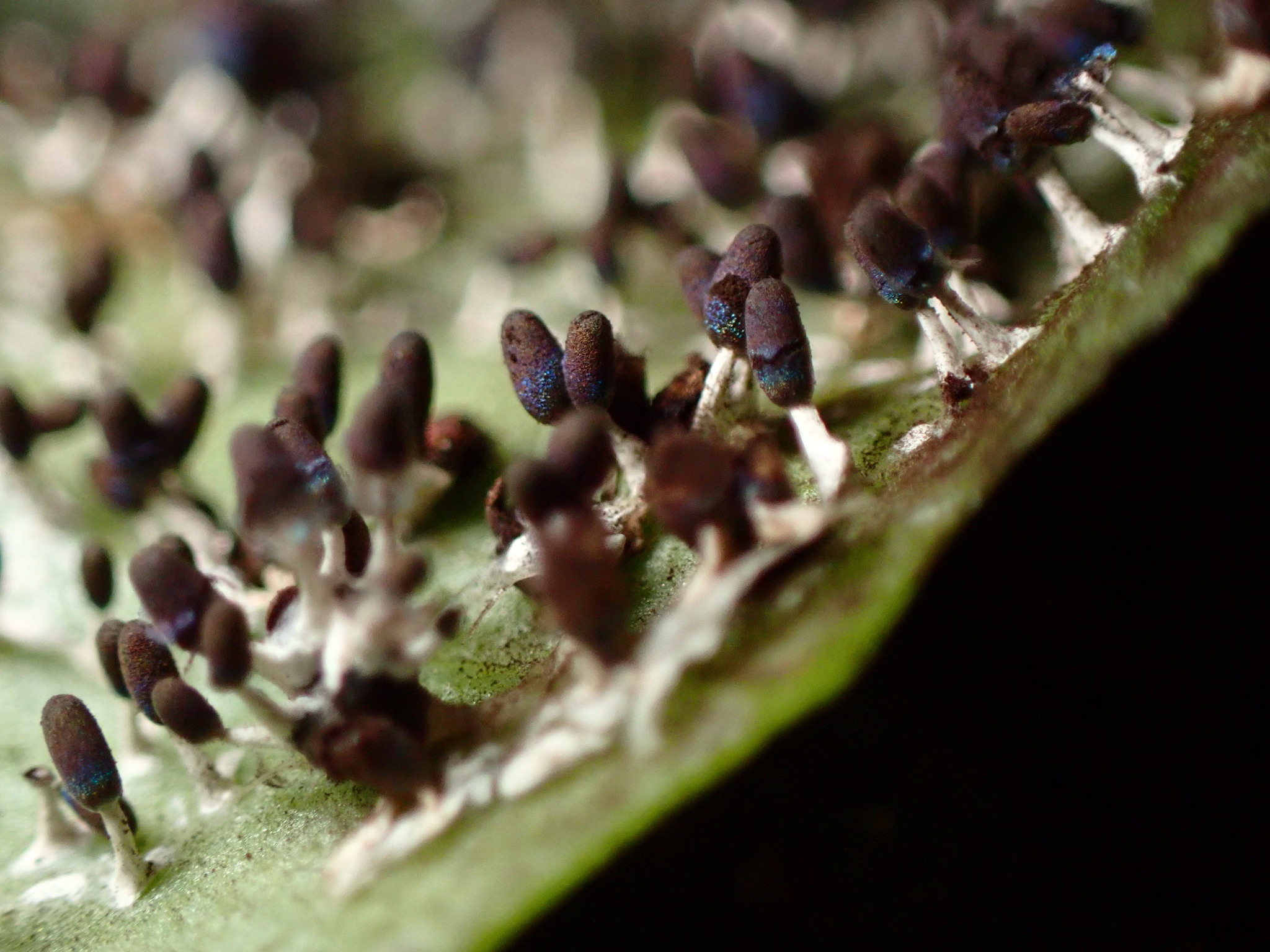 Diachea leucopodia (Bull.) Rostaf., 1874