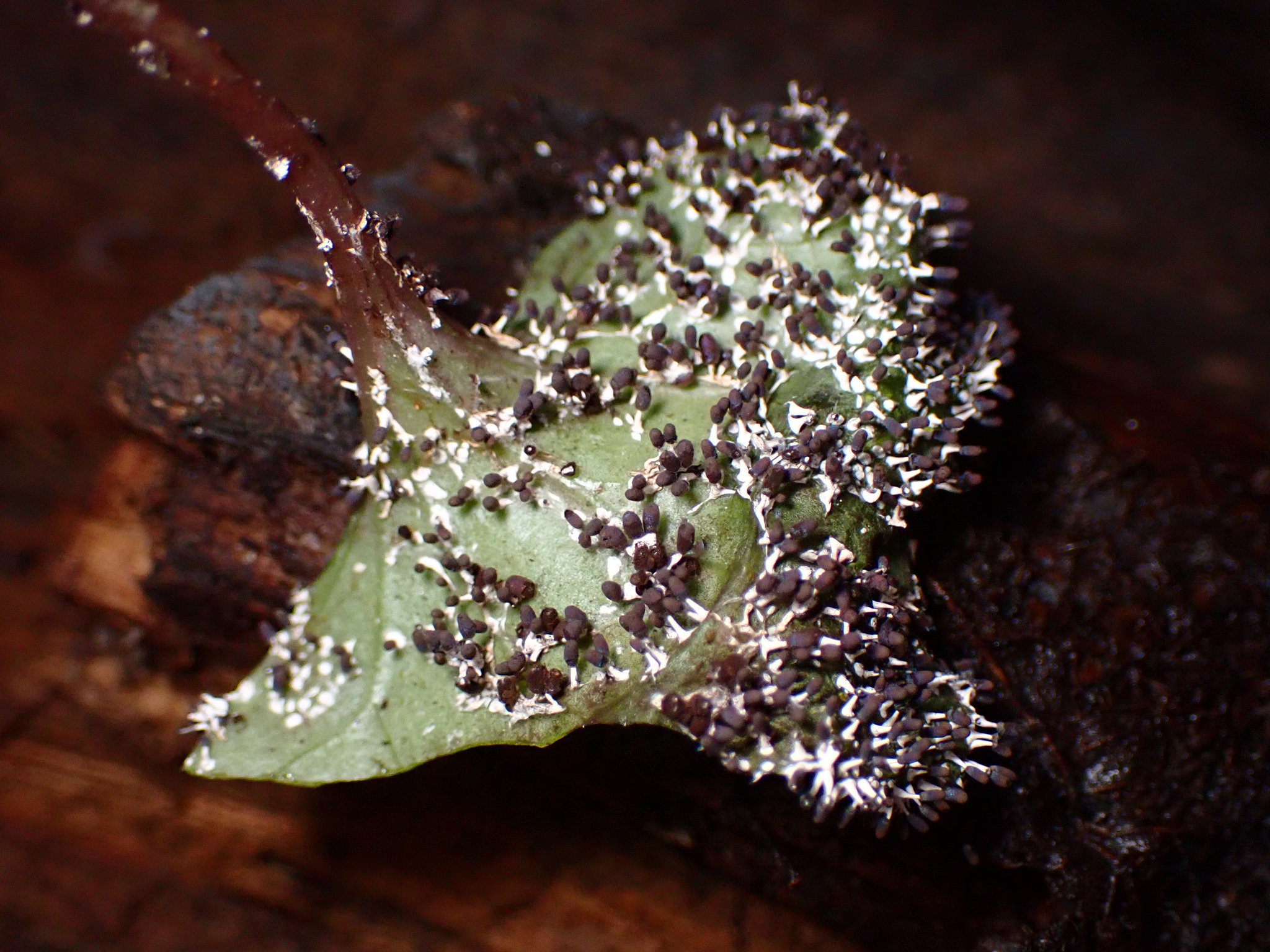 Diachea leucopodia (Bull.) Rostaf., 1874