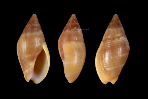 Cyllene concinna · iNaturalist