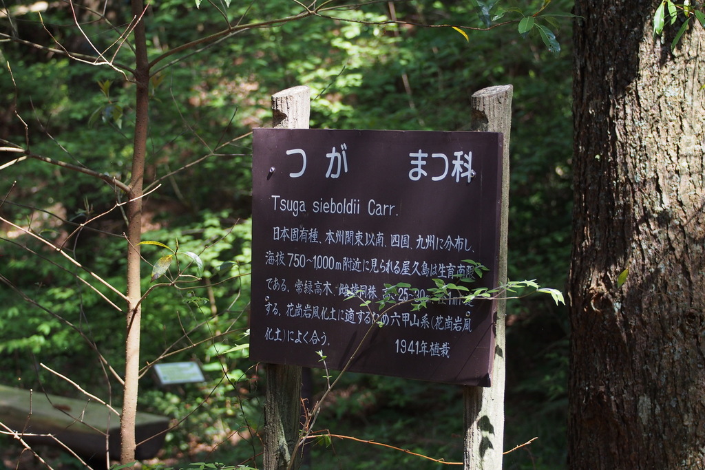southern Japanese hemlock (Tsuga sieboldii) - Botanical Realm