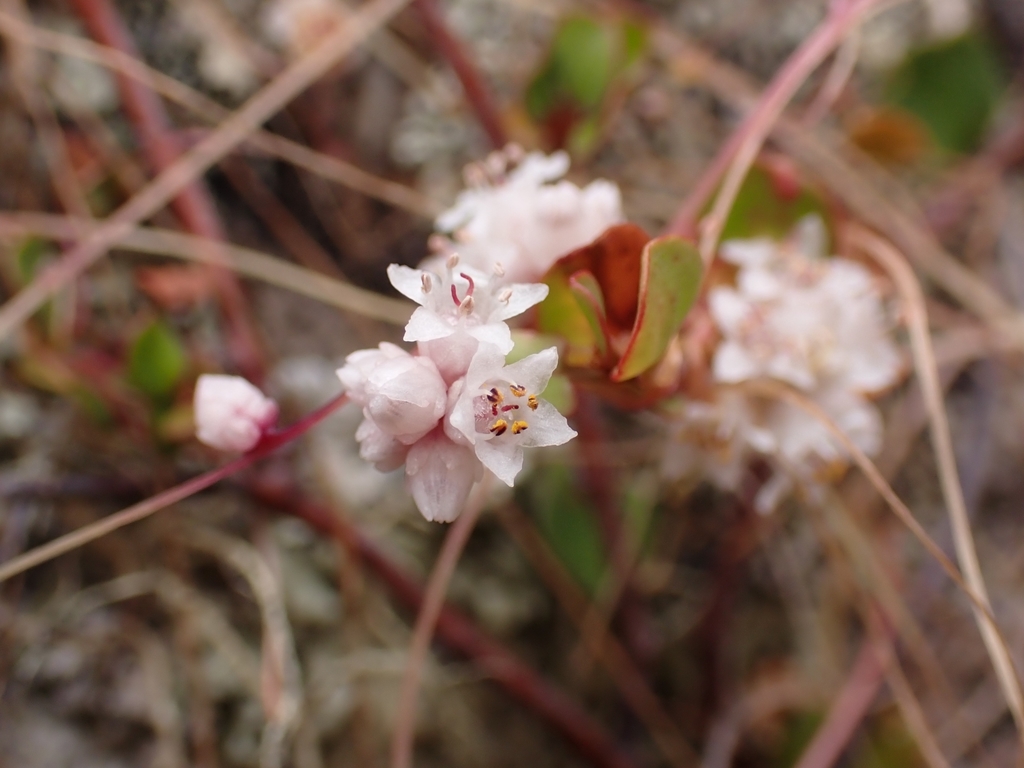 Clover Dodder from Ben Ohau, New Zealand on February 06, 2022 at 07:10 ...