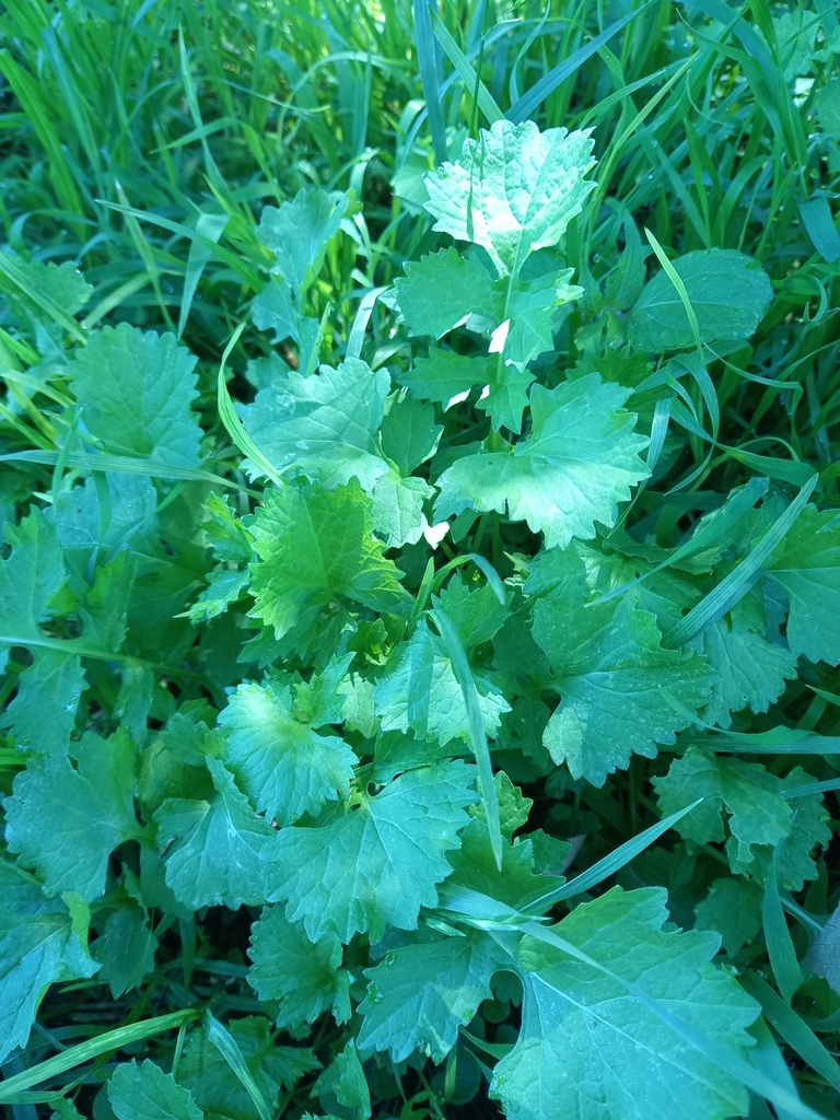 White Mustard from Cheltondale, Johannesburg, 2192, South Africa on ...