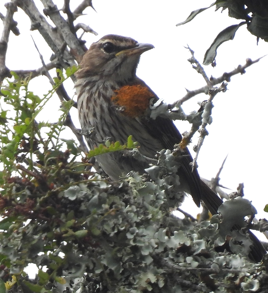 Red-backed Scrub-Robin from Ndlambe Local Municipality, South Africa on ...