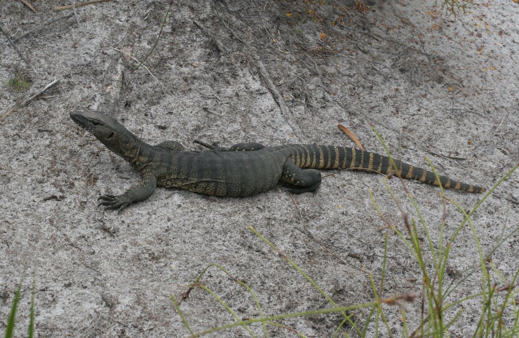 Southern Heath Monitor from Torndirrup WA 6330, Australia on December ...