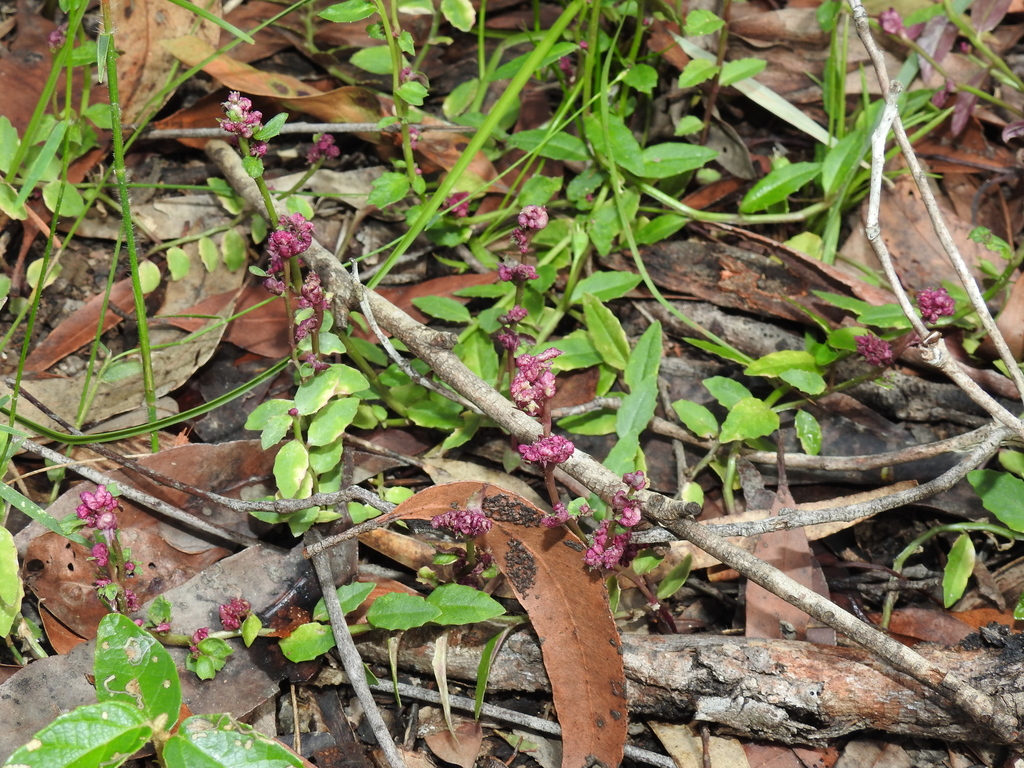 White Root from Talegalla Weir QLD 4650, Australia on February 07, 2022 ...