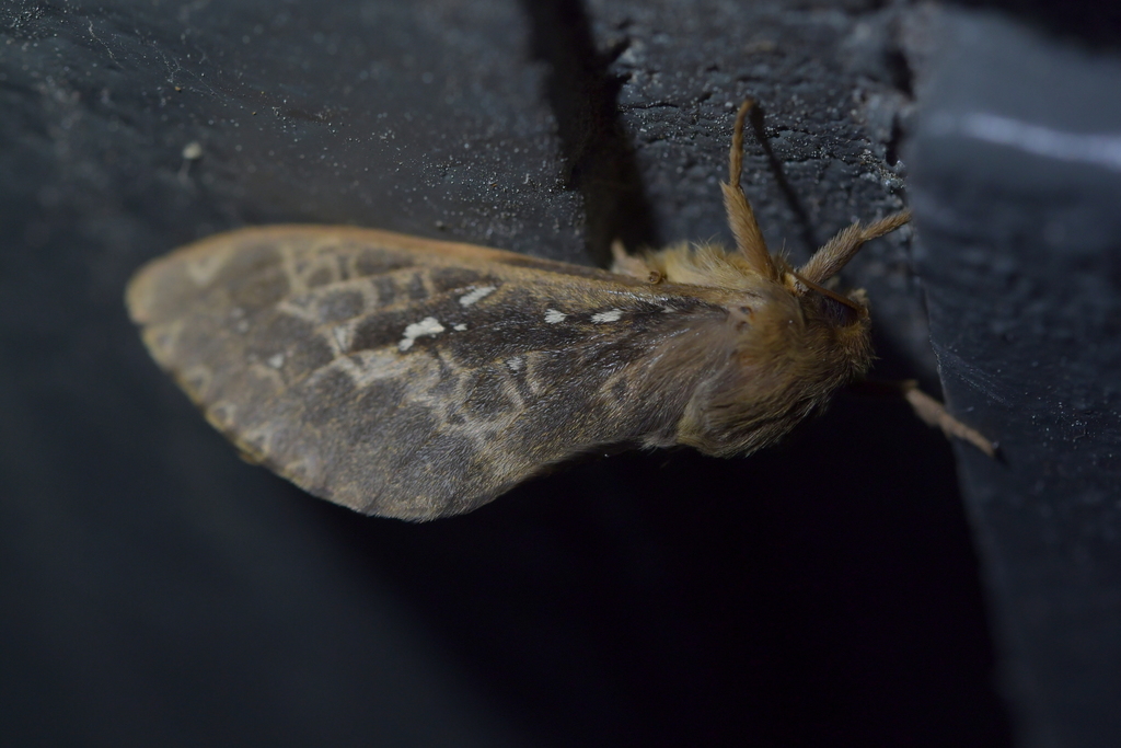 Porina from Lansdowne, Masterton, New Zealand on February 06, 2022 at ...