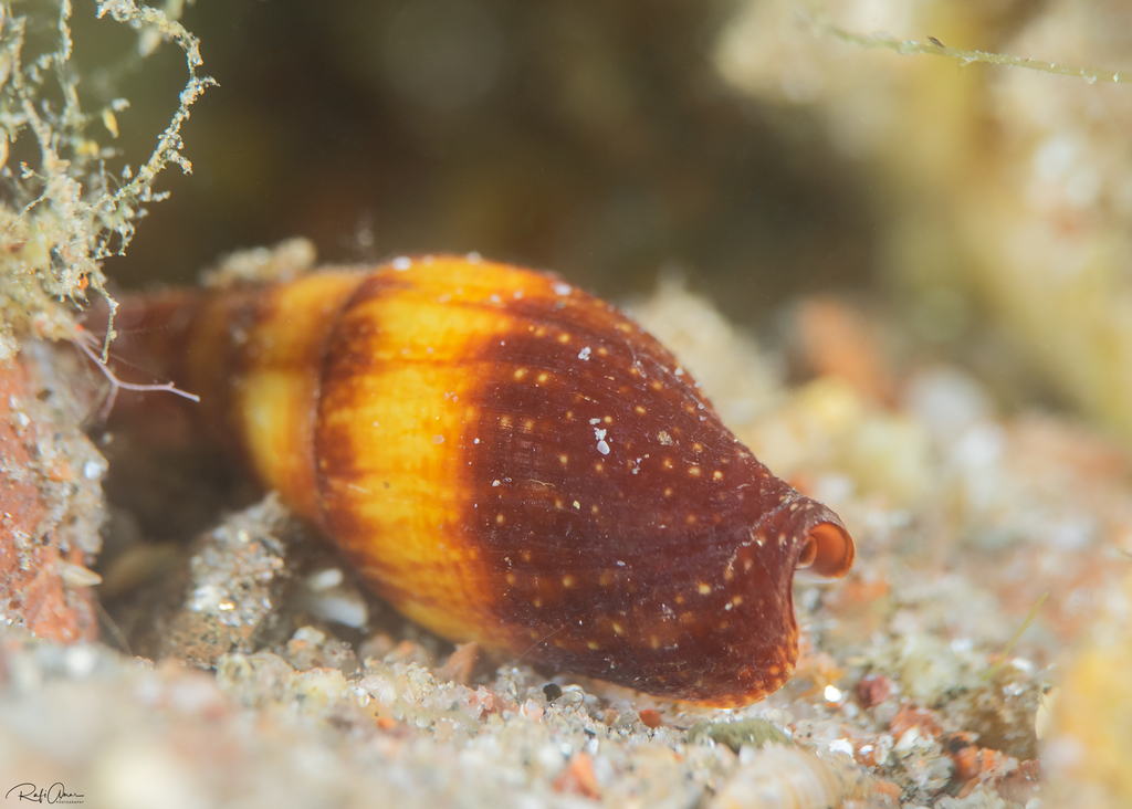 Mitre Snails from אילת, ישראל on February 26, 2021 at 06:53 PM by Rafi ...