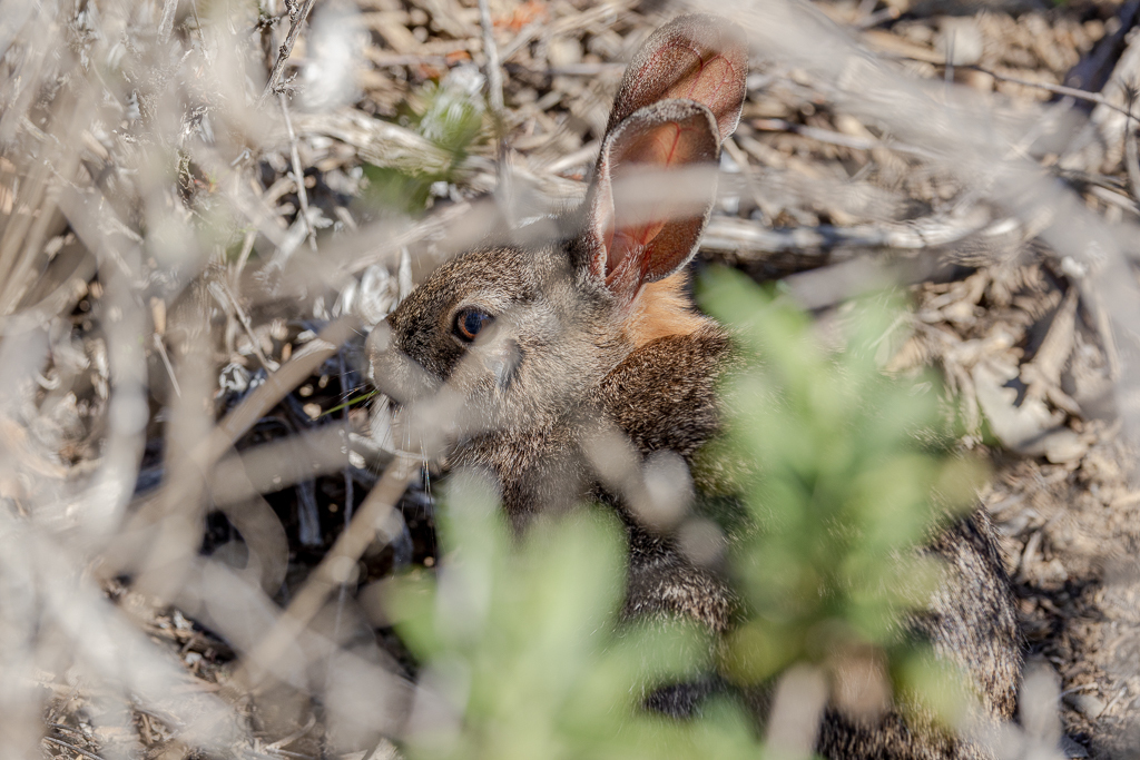 Brush Rabbit from University City, San Diego, CA, USA on February 04 ...