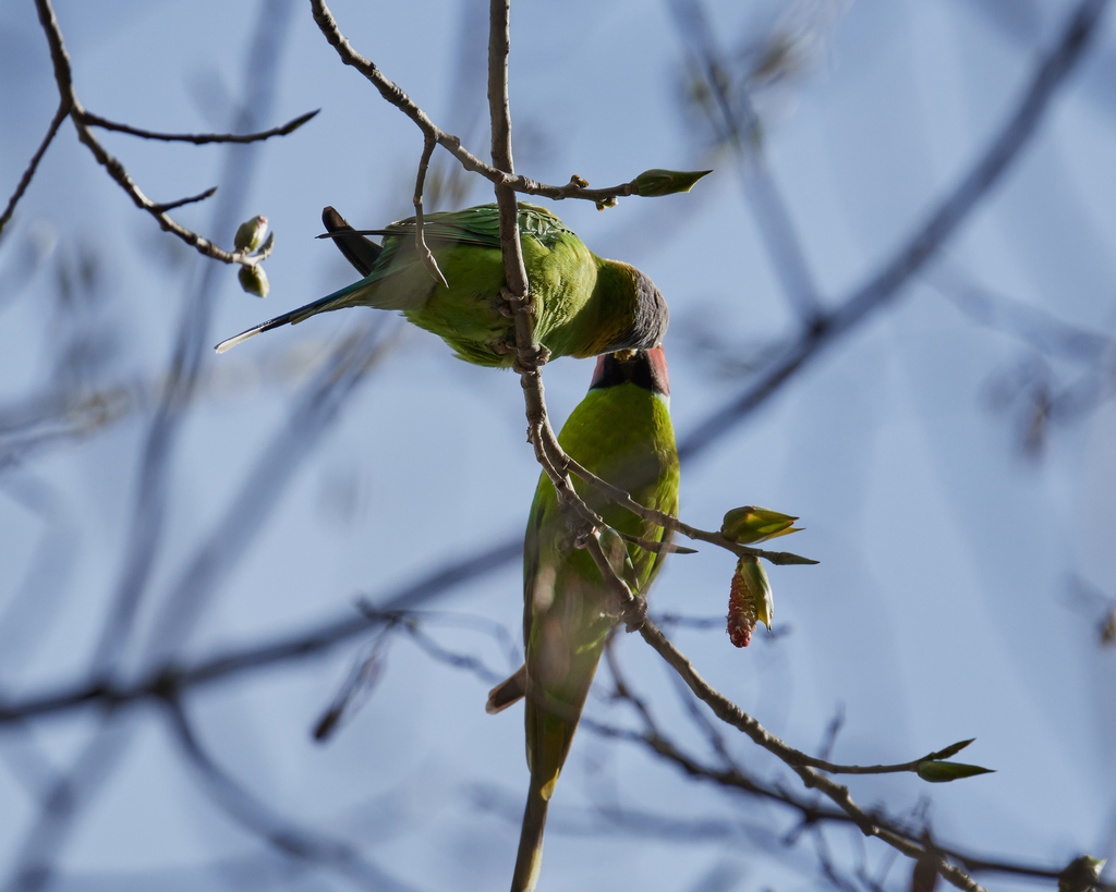 Plum-headed Parakeet from Kullu, Himachal Pradesh 175101, India on ...