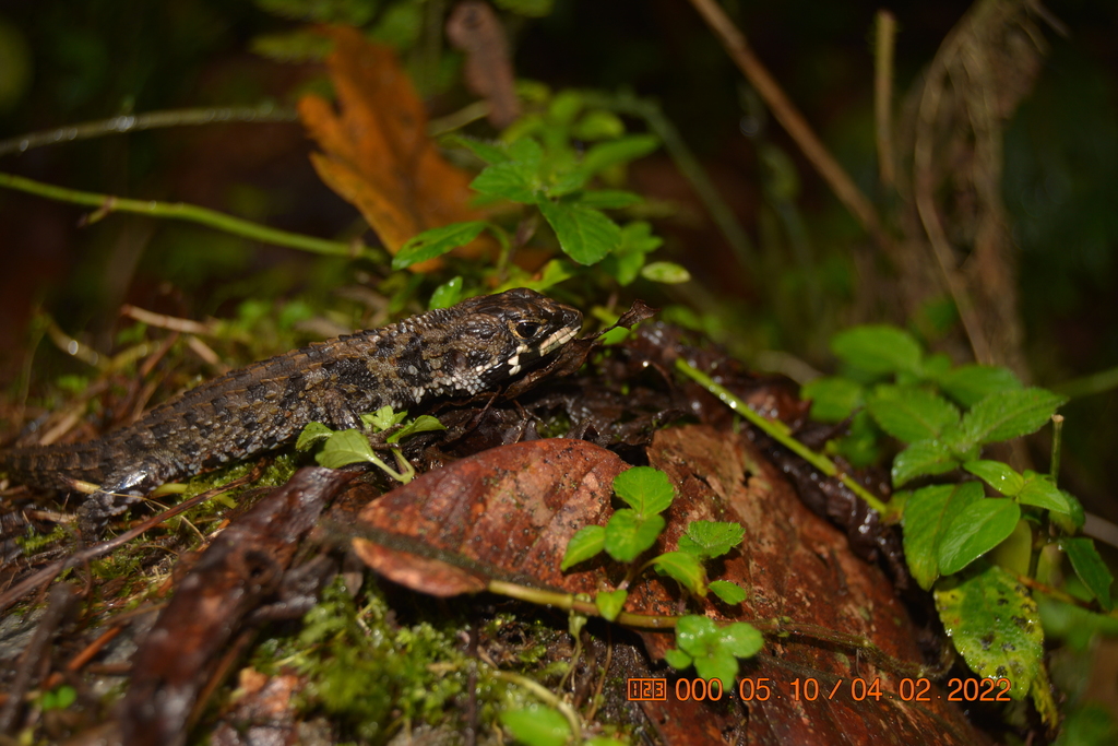 Common Stream Lizard from Parque Nacional Cayambe – Coca, Gonzalo ...