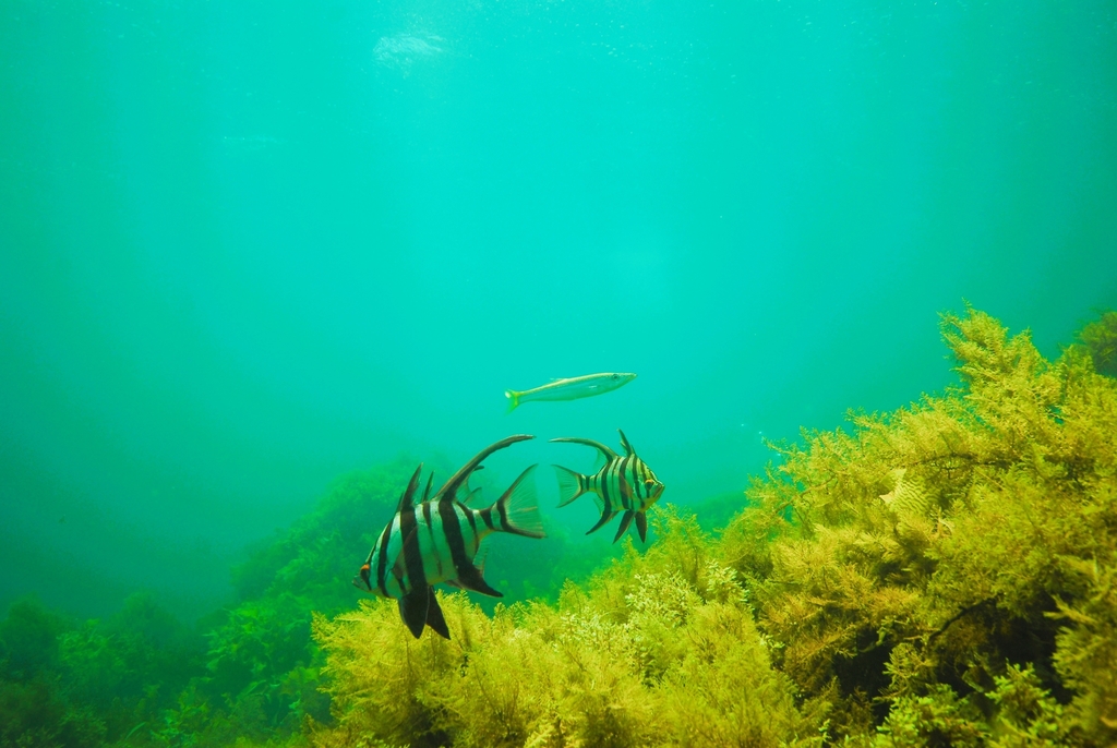 Longfin Pike from Second Valley jetty South Australia, Australia on ...