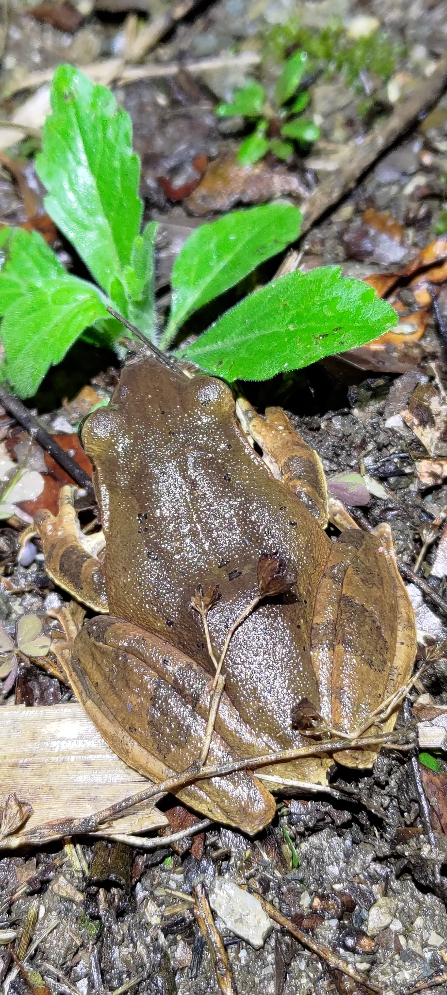 Polypedates braueri (Vogt, 1911)