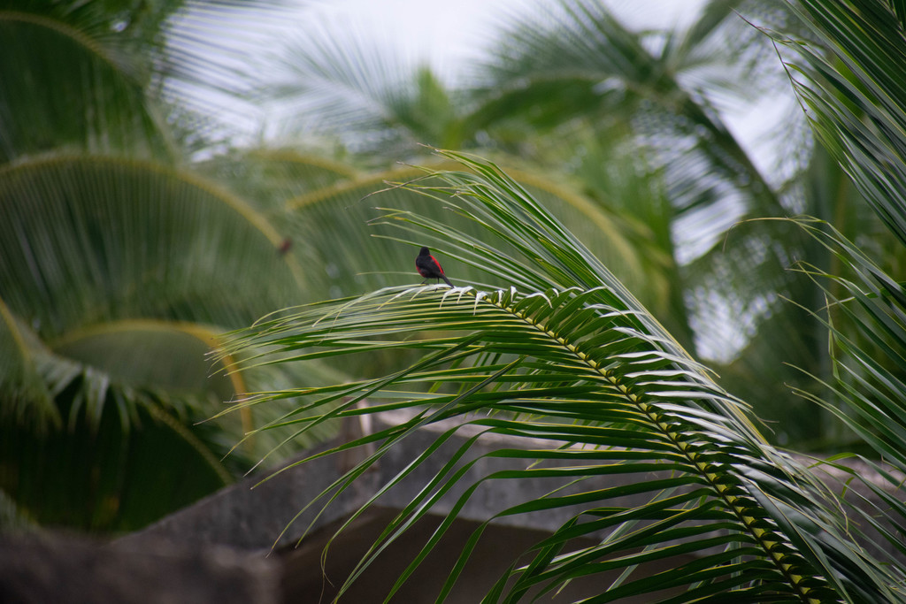 Rotuma Myzomela in March 2021 by jakeyjakes · iNaturalist