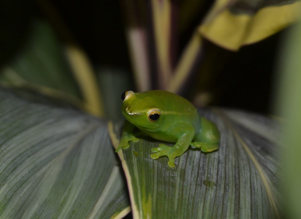 Rana Fantasma (Especies de Anfibios del Meta, Colombia) · iNaturalist