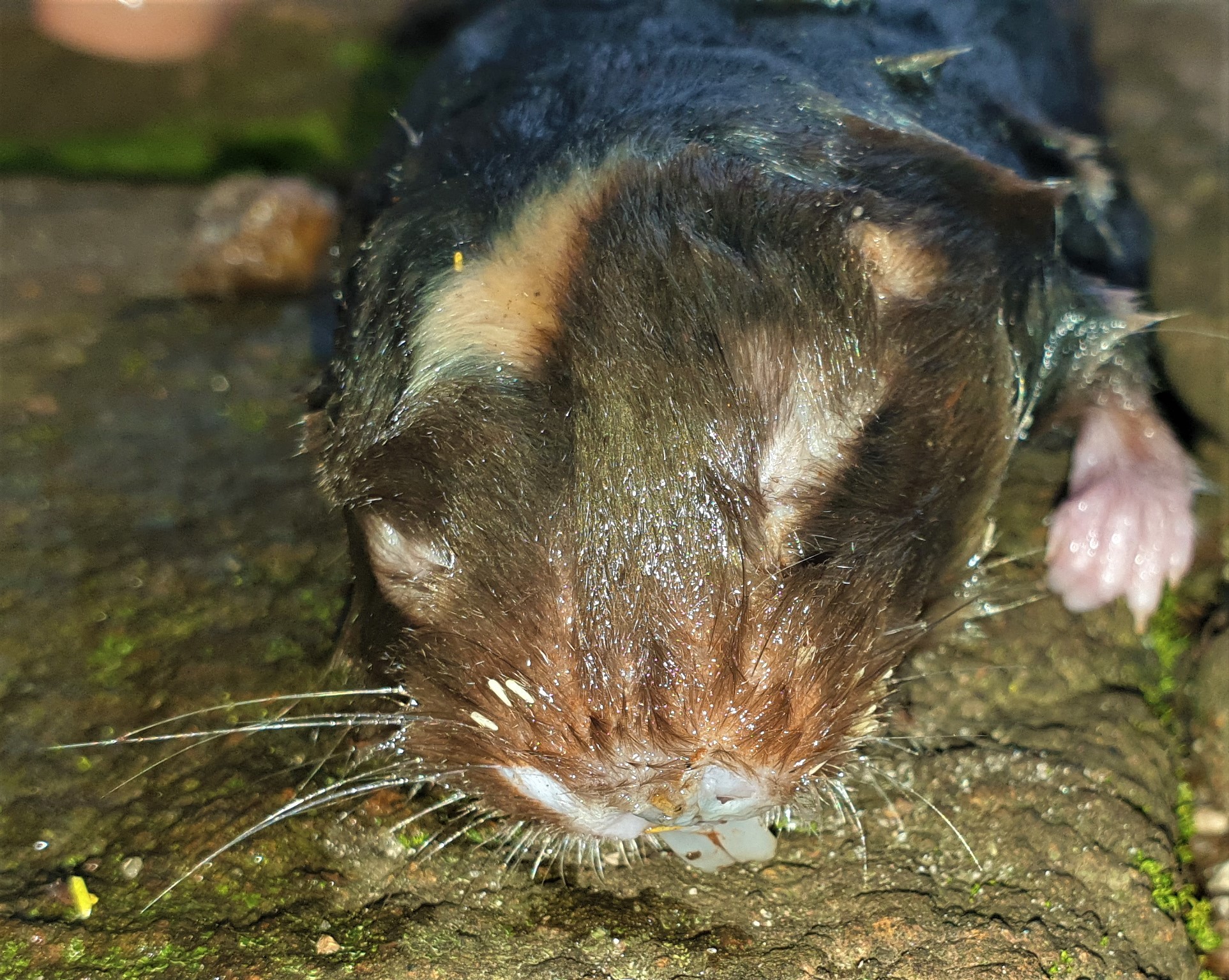 Cryptomys darlingi (Thomas, 1895)