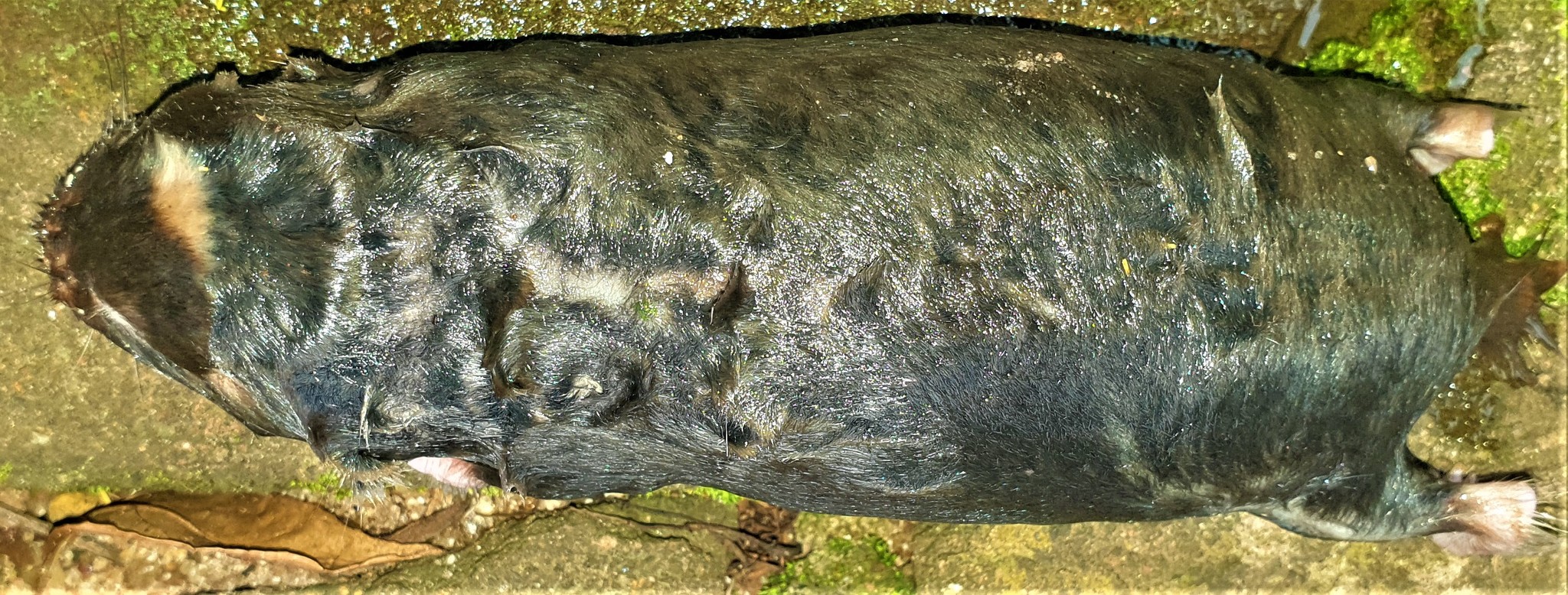 Cryptomys darlingi (Thomas, 1895)