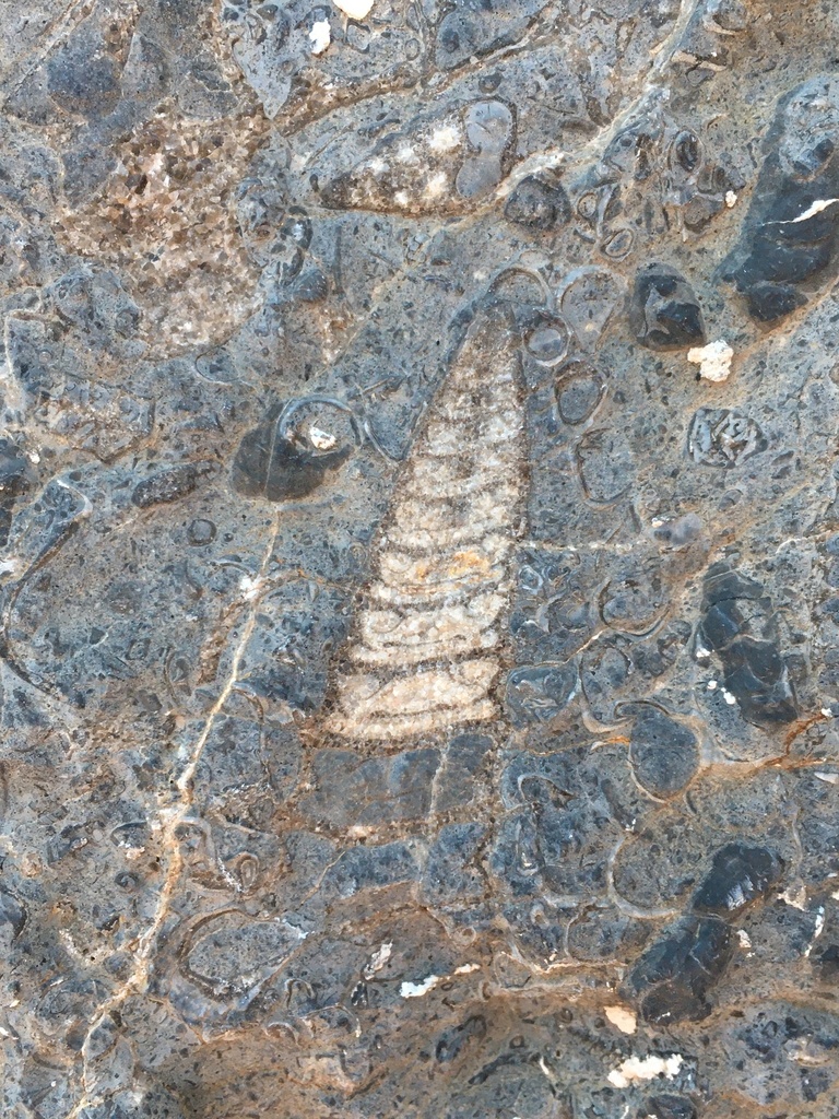 Tower Snails from Fort Hancock, TX, US on February 05, 2022 at 05:18 PM ...