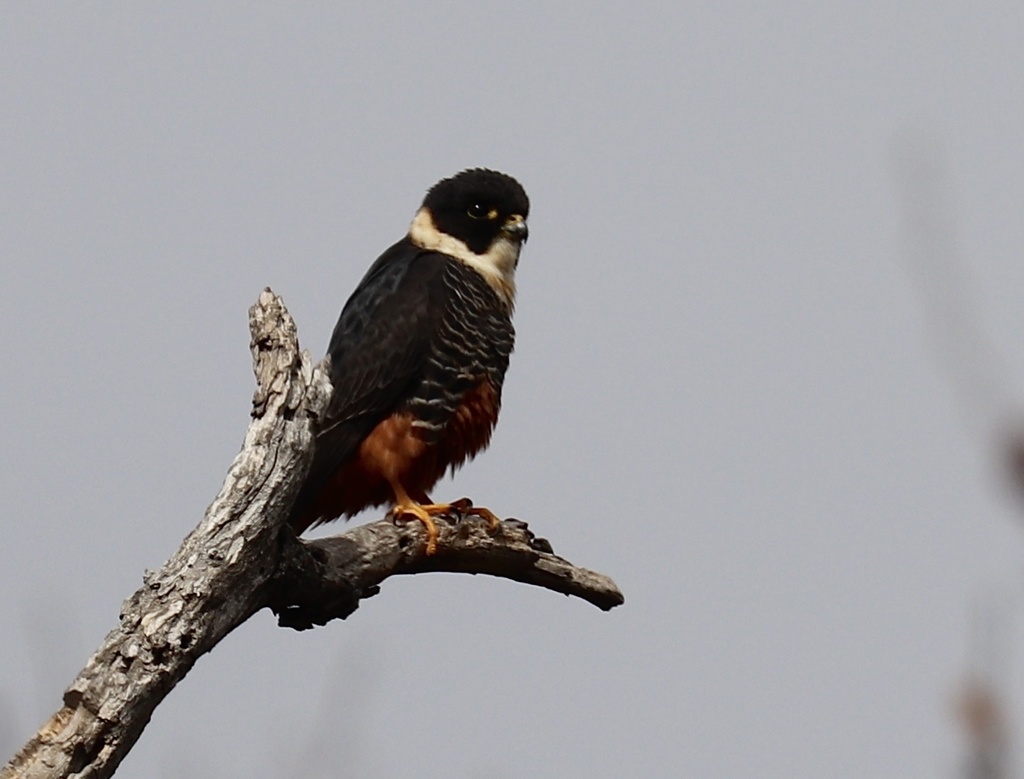 Halcón murcielaguero desde Wildlife Dr, Alamo, TX, US el 06 de febrero ...