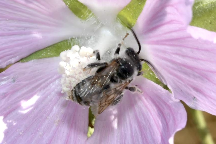 Tetralonia Spinola, 1838