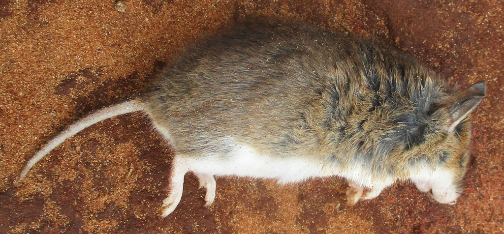 Fat Mice (Steatomys) - Know Your Mammals