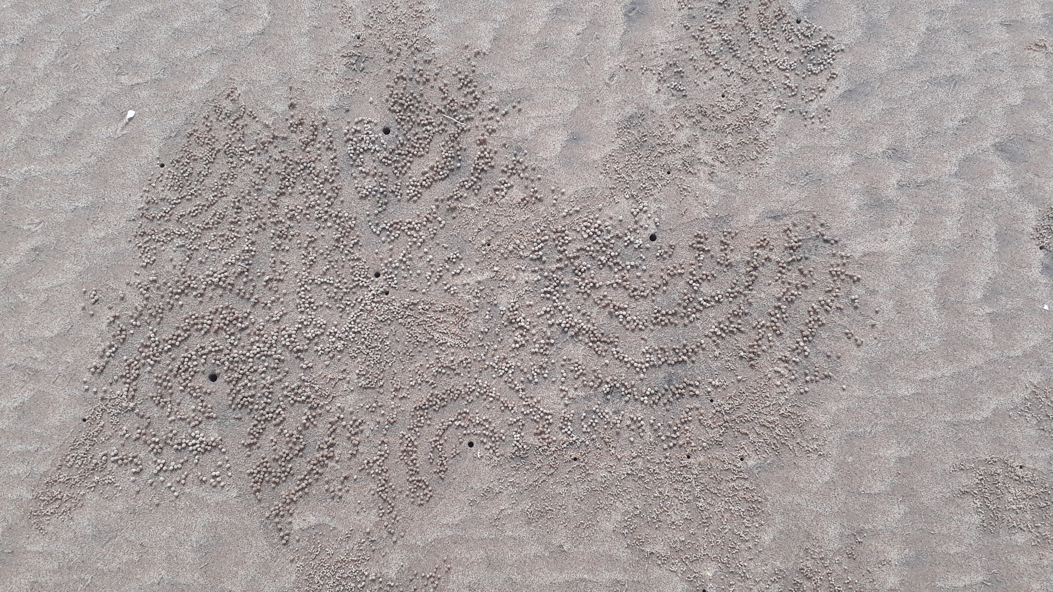 Ocypode macrocera H.Milne Edwards, 1837