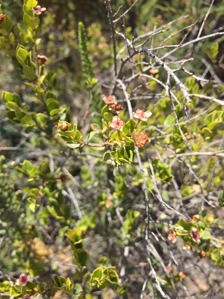Luma chequen (Molina) A.Gray