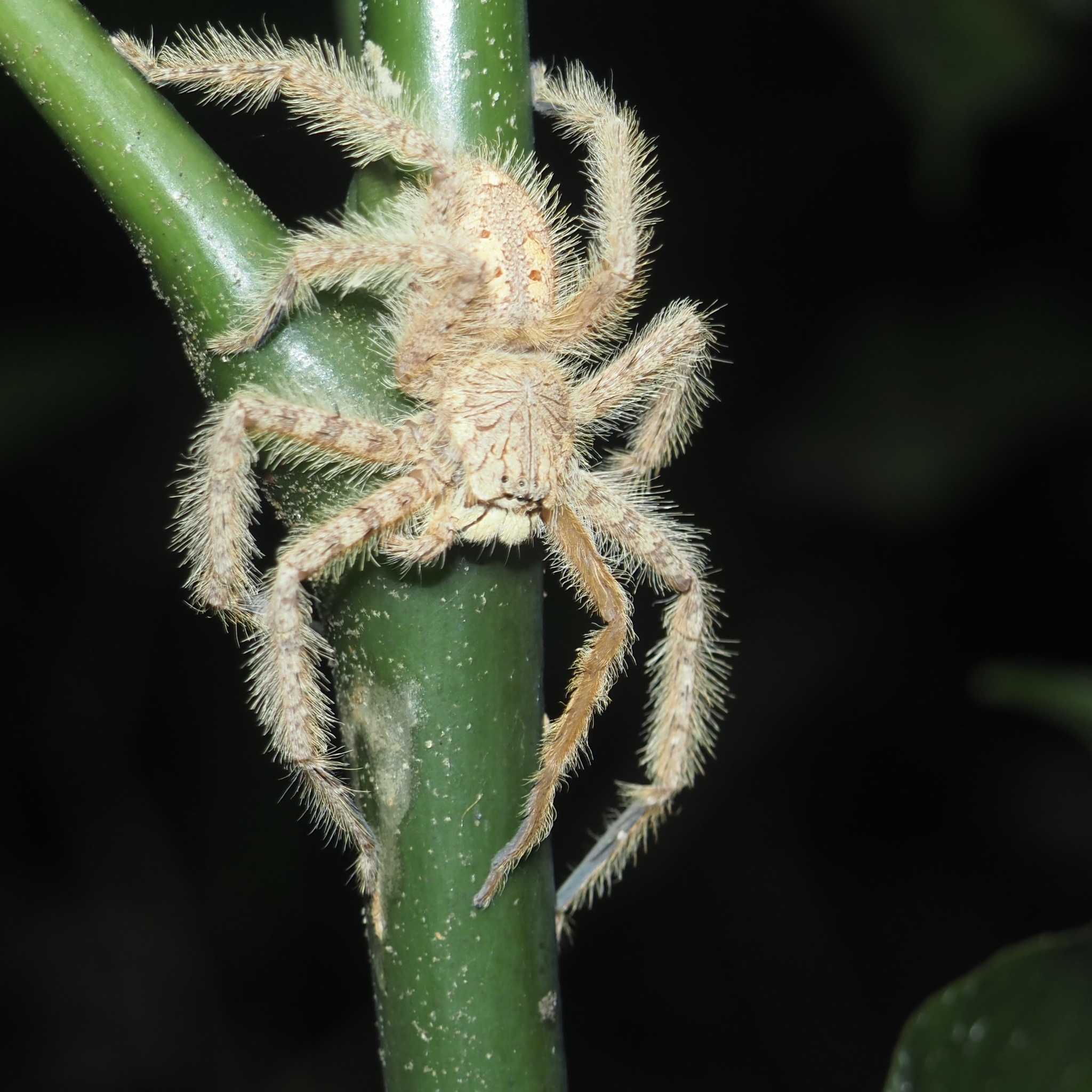Heteropoda davidbowie Jäger, 2008