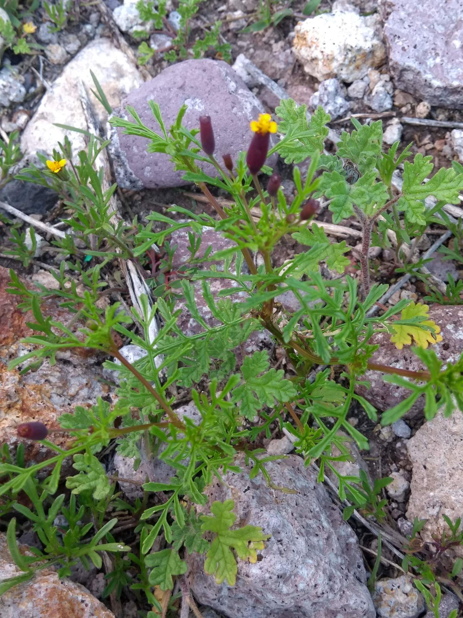 Tagetes multiflora Kunth