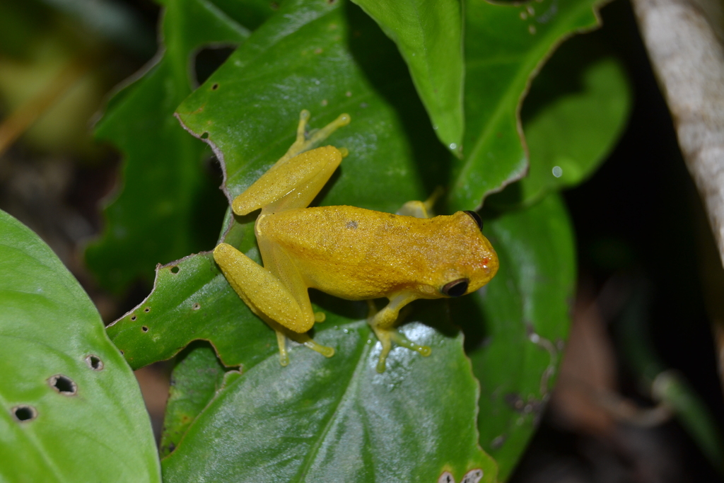 Lesser Tree Frog from Chickland, Preysal, Trinidad and Tobago on May 9 ...