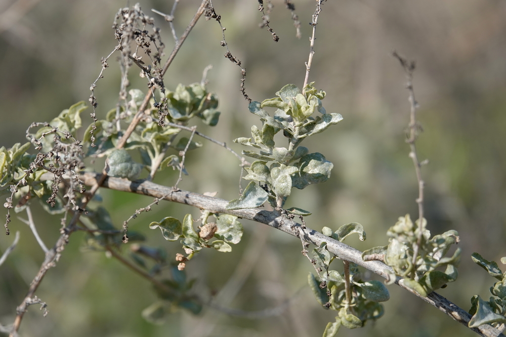big saltbush from Bittern Marsh Trail, Merced NWR, Merced, CA, USA on ...