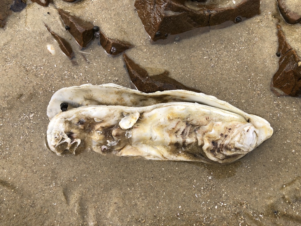 Pacific Oyster (Intertidal species of NE Atlantic) · iNaturalist