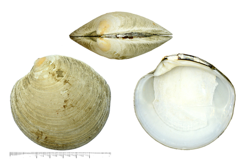 Dosinia japonica · iNaturalist Mexico