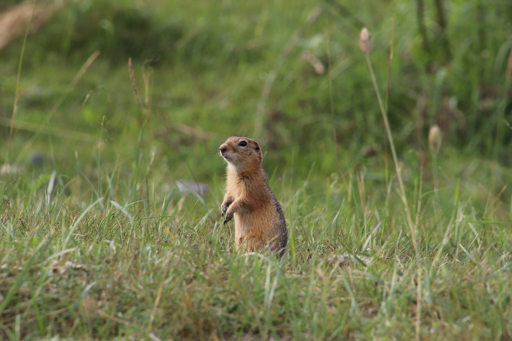 Long-tailed Ground Squirrel from Окинский р-н, Респ. Бурятия, Россия on ...
