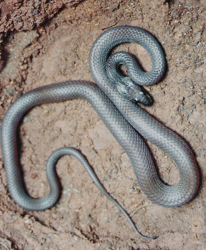 Yellow-collared Wolf Snake (Lycodon flavicollis) - Snakes and Lizards