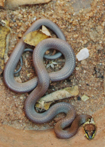 Yellow-collared Wolf Snake (Lycodon flavicollis) - Snakes and Lizards