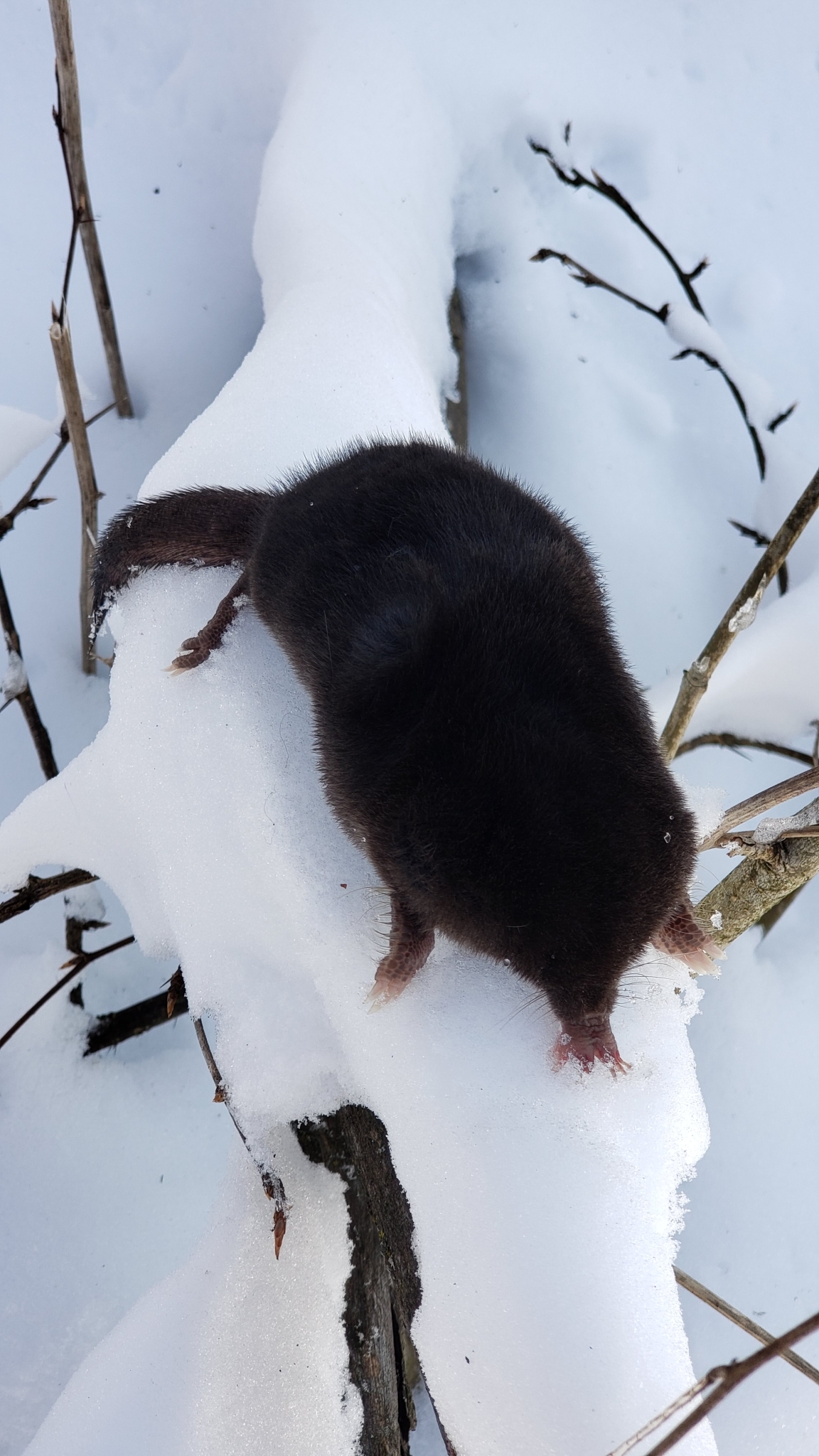 Condylura cristata (Linnaeus, 1758)