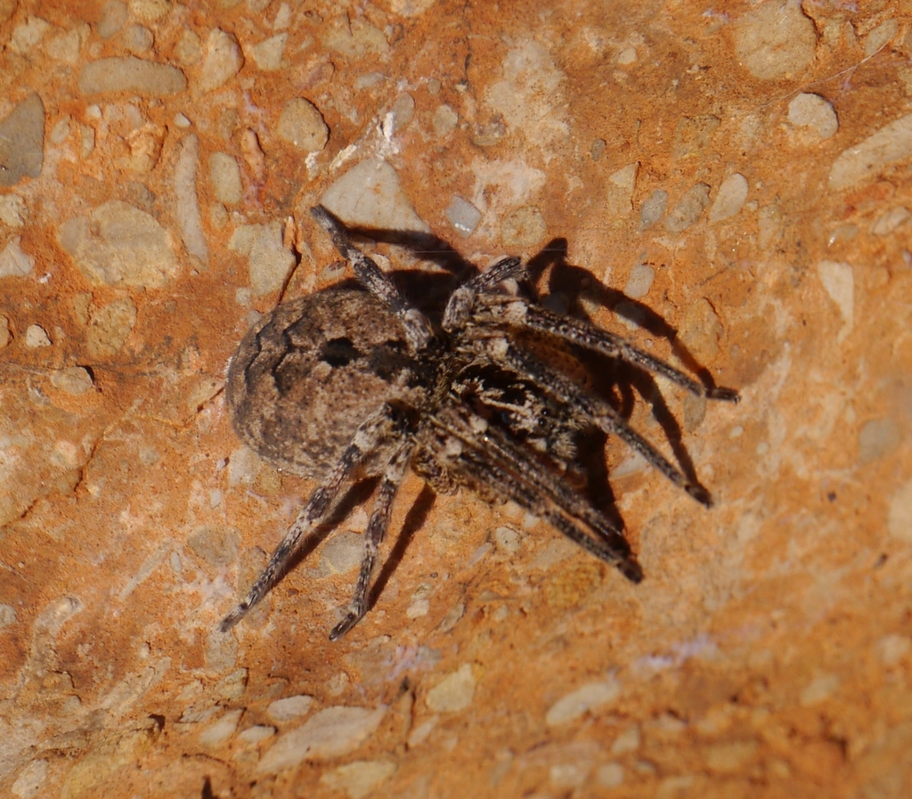 Mediterranean Spiny False Wolf Spider from Son Espanyol, Palma, Islas ...