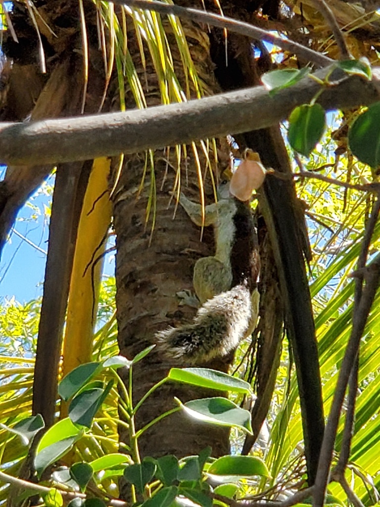Variegated Squirrel from Playa Hermosa, Carrillo, Guanacaste, CR on ...