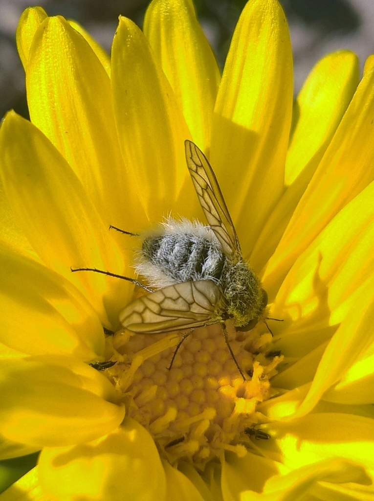 Bee Flies from Gaiman, Chubut, Argentina on November 07, 2020 at 04:29 ...