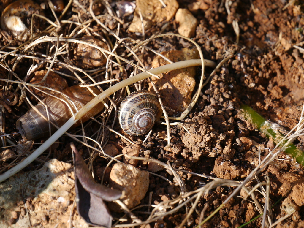Vineyard Snail from Son Espanyol, Palma, Islas Baleares, España on ...