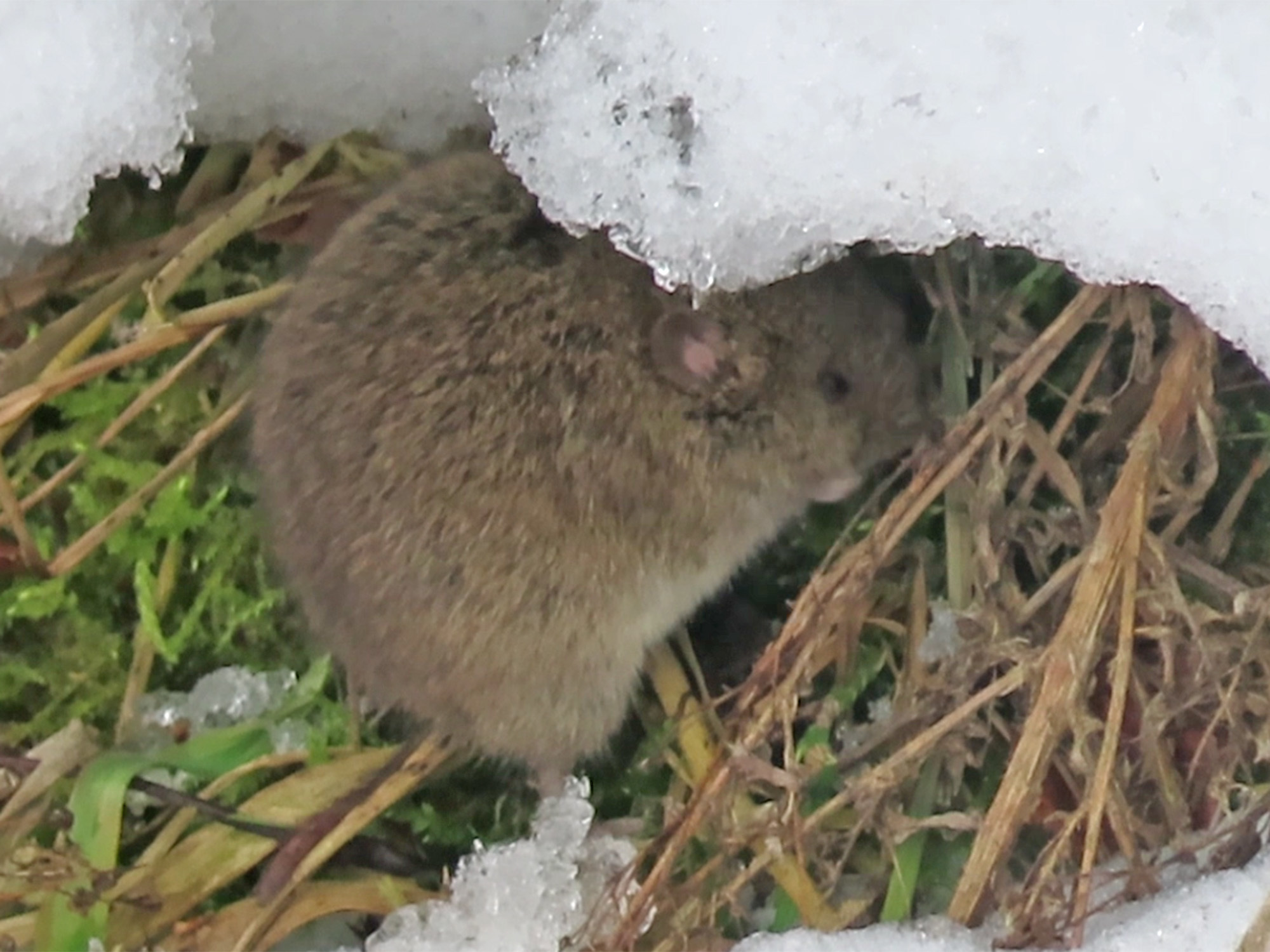 Microtus arvalis (Pallas, 1779)