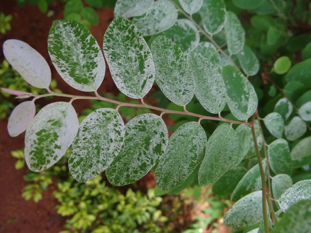 Snowbush from Mtwara Tanzania on March 23, 2015 by James Steamer ...