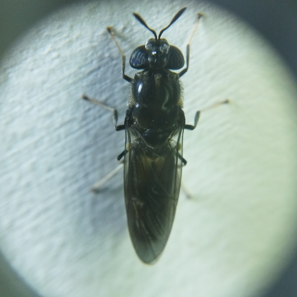 Black Soldier Fly from Recoleta, Región Metropolitana, Chile on ...